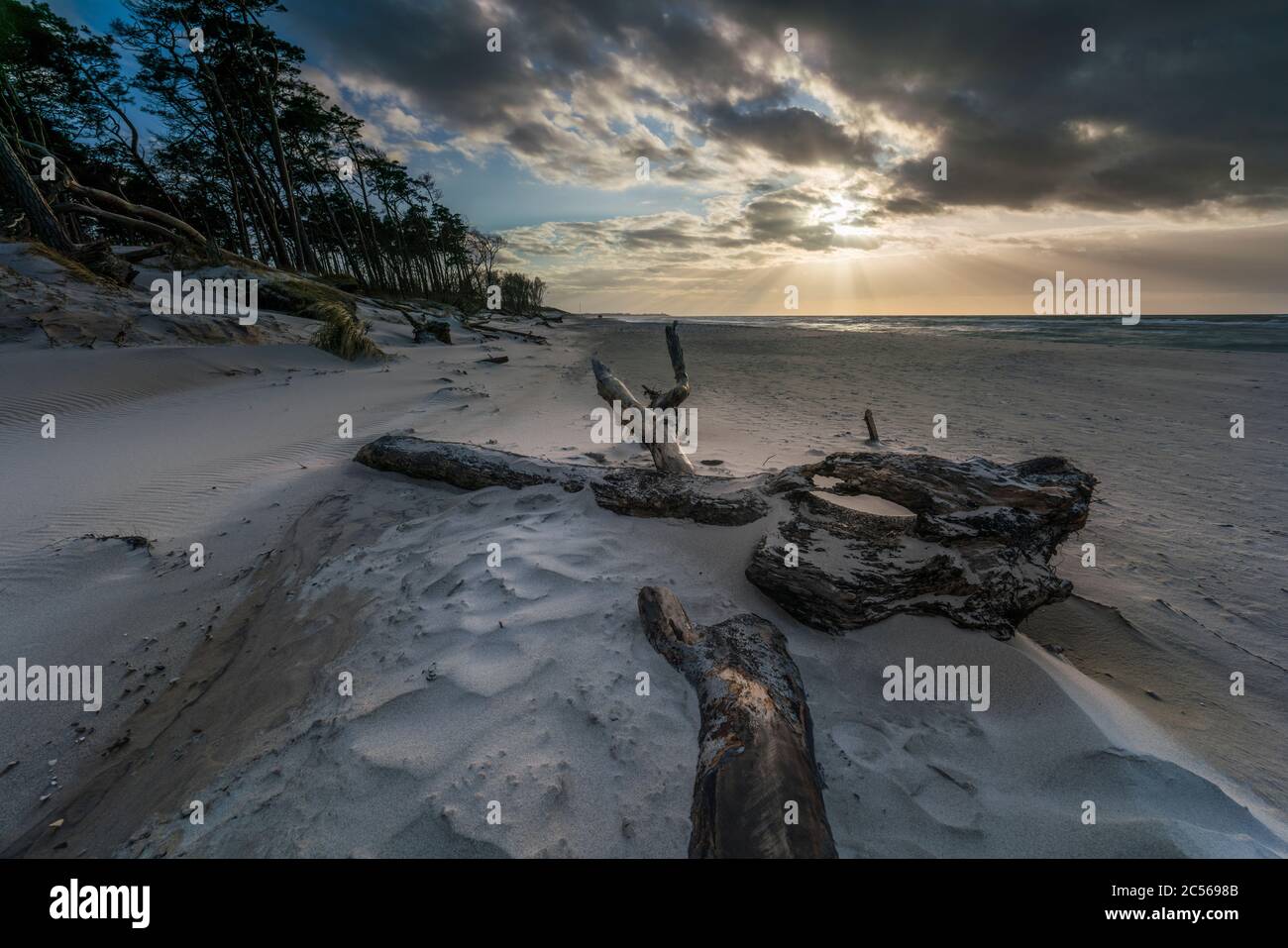 The west beach at Prerow, dead wood, sand, evening mood Stock Photo - Alamy