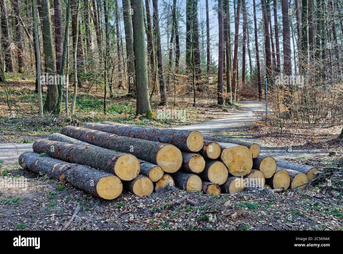 Large cut down trees laying on the ground in a forest Stock Photo - Alamy