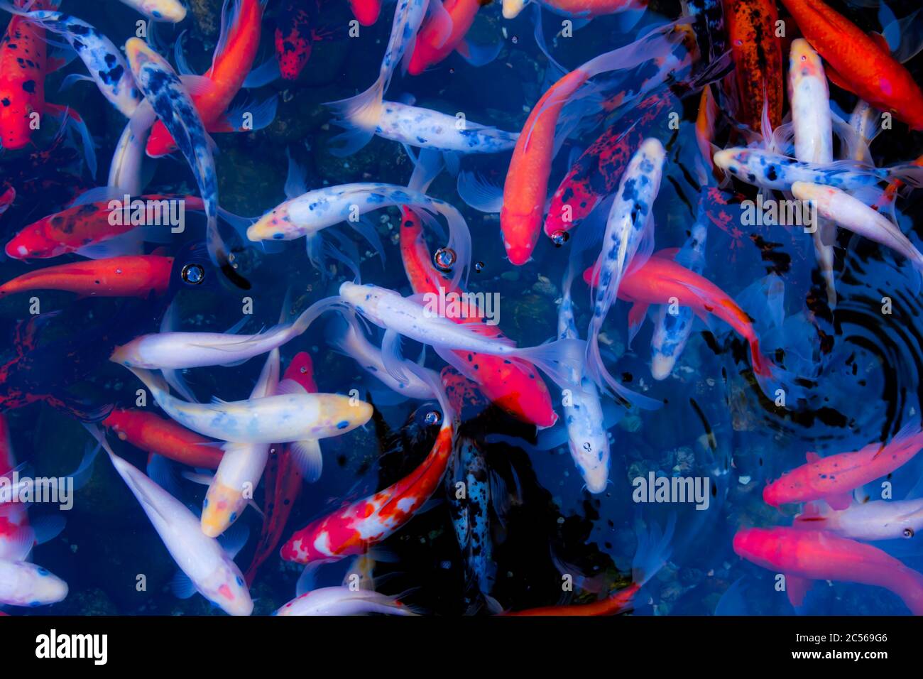 Abstract with koi Stock Photo - Alamy