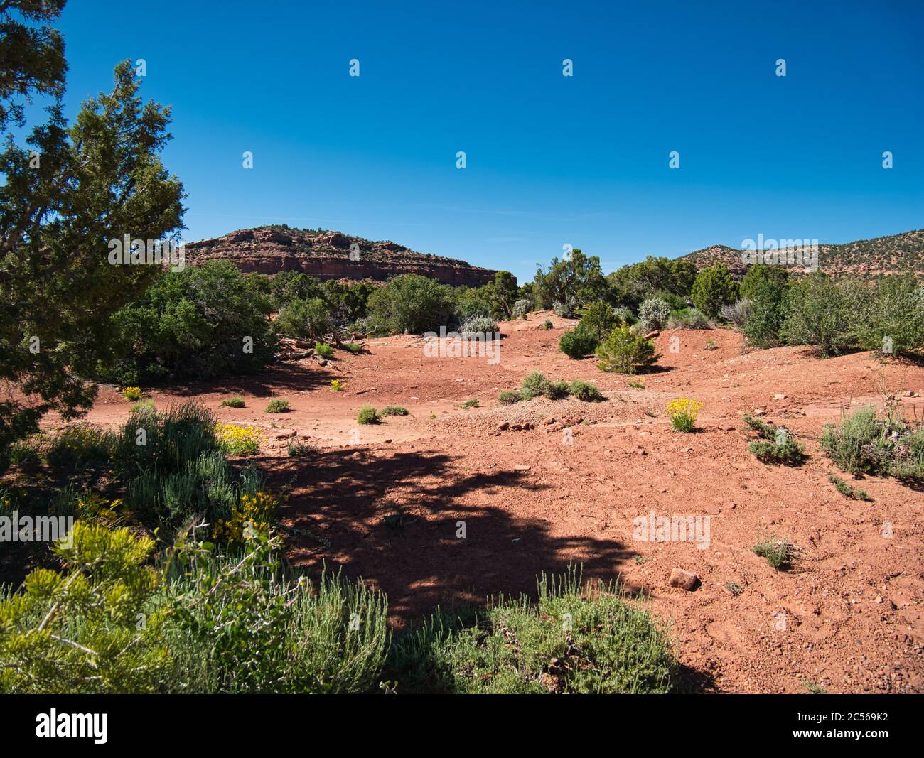 Different bushes and yellow flowers on the red earth Stock Photo - Alamy