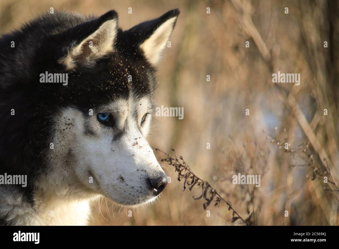 Covered in dust black and white hi-res stock photography and images - Alamy