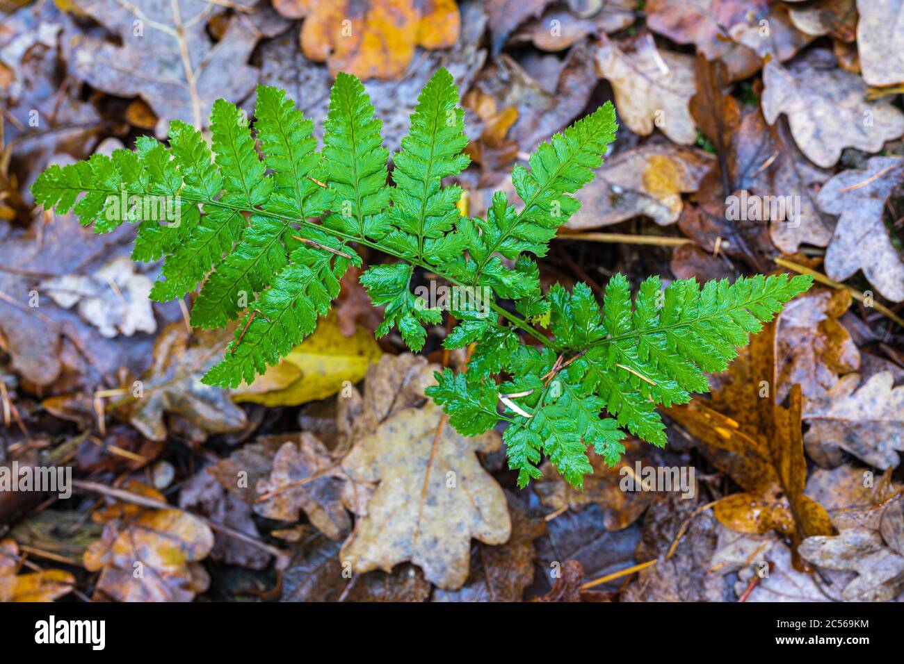 Ferns forest fall hi-res stock photography and images - Alamy