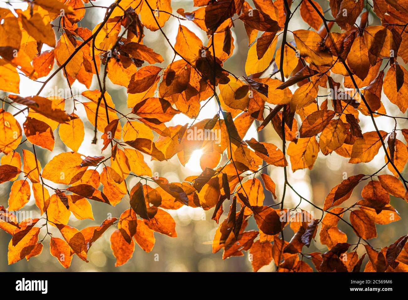Autumn leaves, background image Stock Photo - Alamy