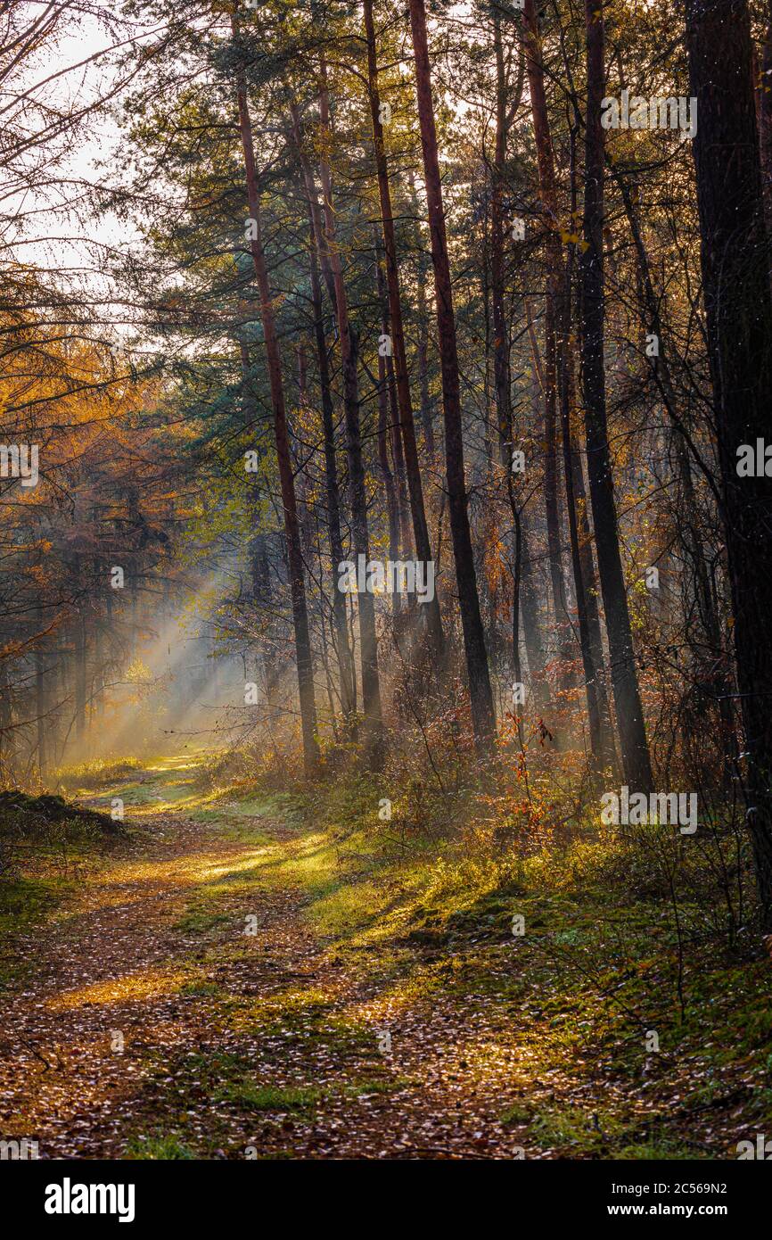 Warm sun rays hi-res stock photography and images - Alamy