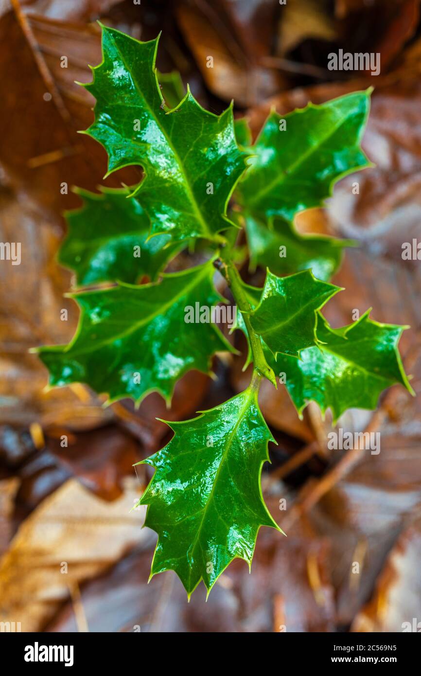 Holly / Christdorn (ilex aquifolium), leaves, forest still life Stock ...