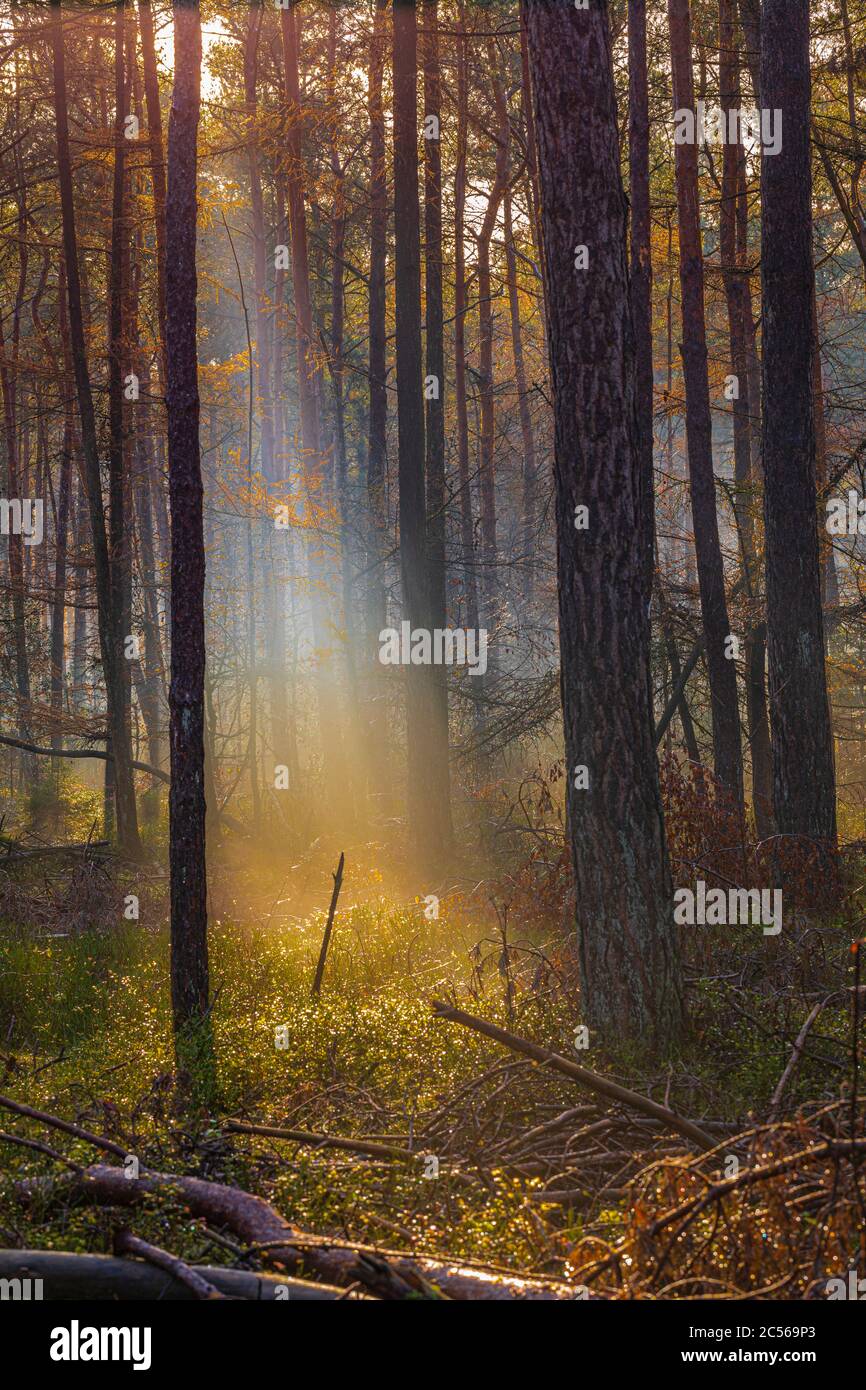 Warm sun rays hi-res stock photography and images - Alamy