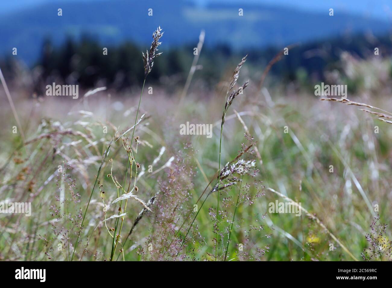 Meadow fescue grass hi-res stock photography and images - Alamy