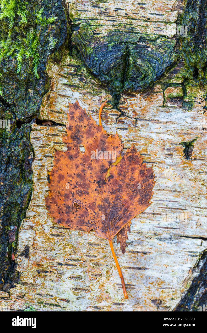 Forest still life, background image, autumn leaf Stock Photo - Alamy