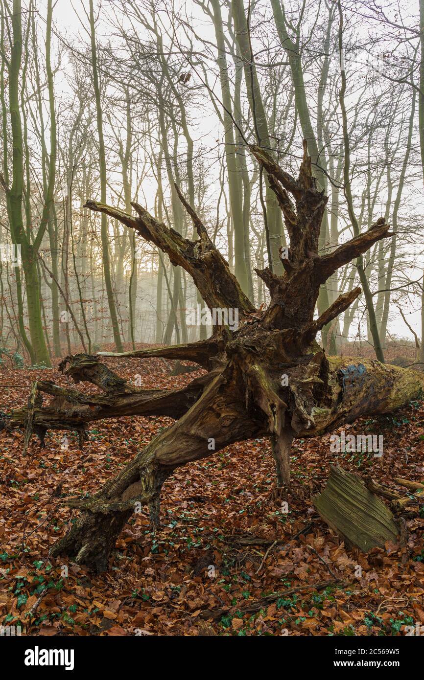 Limp leaf hi-res stock photography and images - Alamy