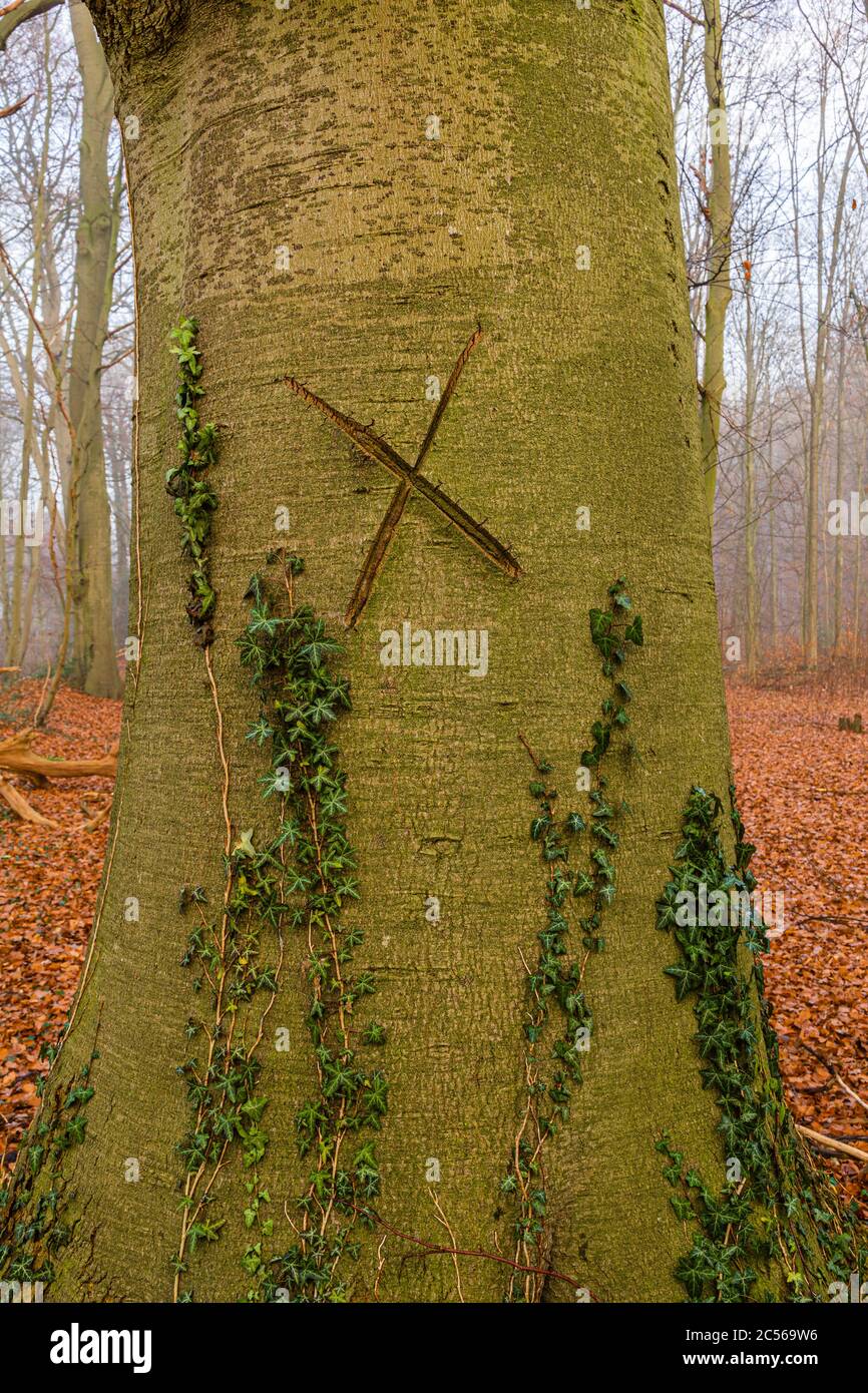 Tree trunk, cross carved into tree Stock Photo - Alamy