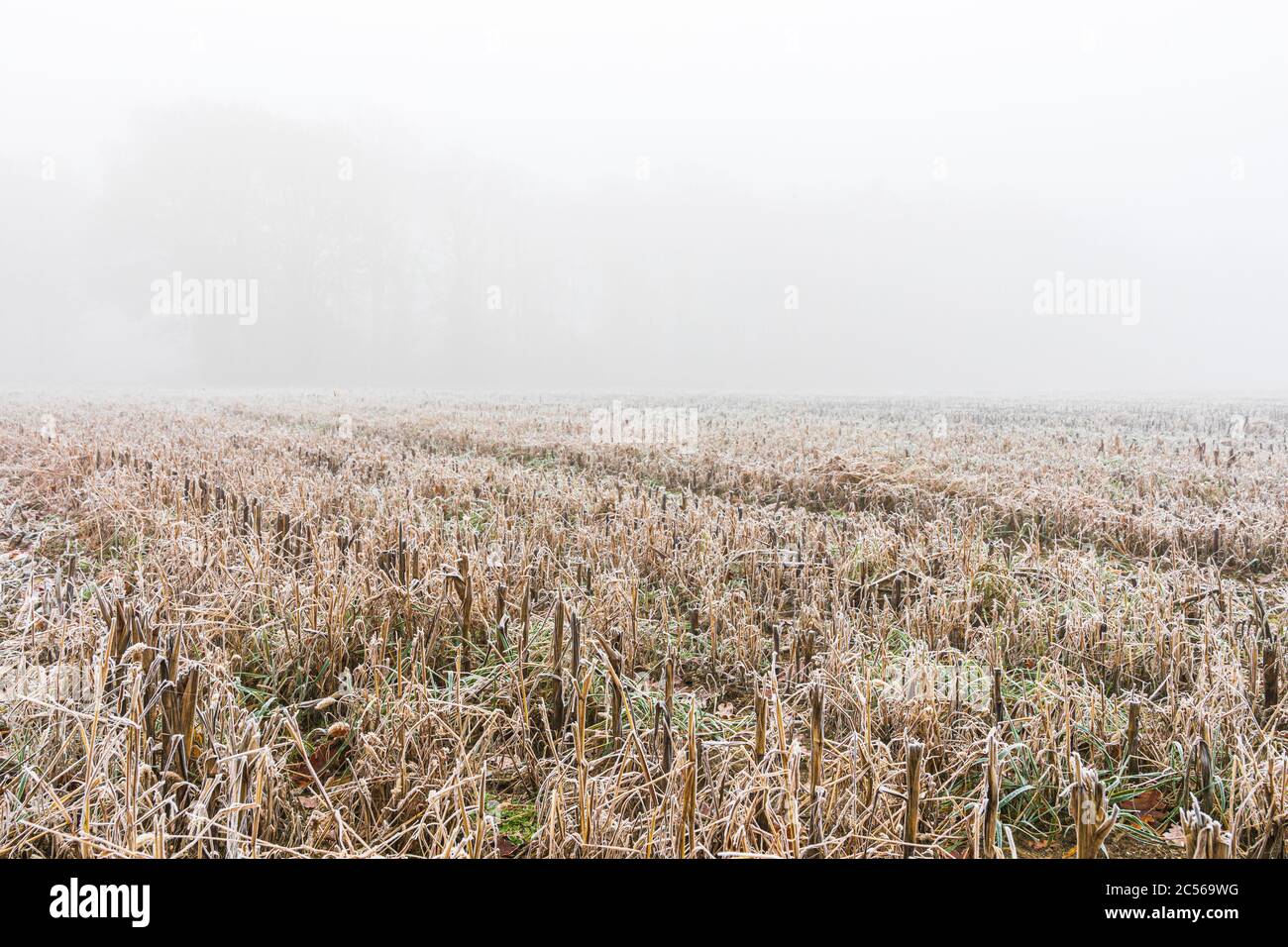 bare trees and thick fog, corn field Stock Photo - Alamy