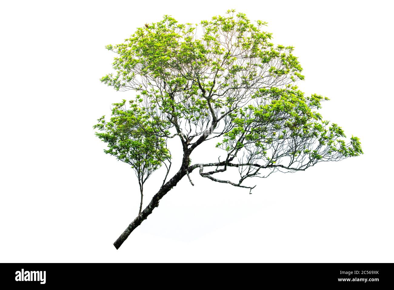 Tree on path park Cut Out Stock Images & Pictures - Alamy