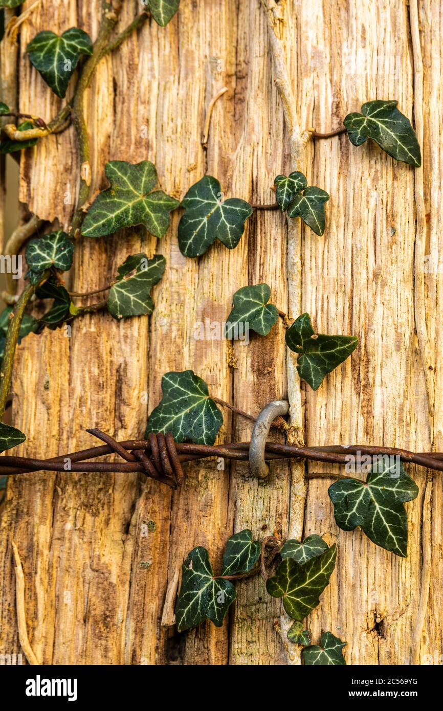 Background image, wood, barbed wire Stock Photo - Alamy