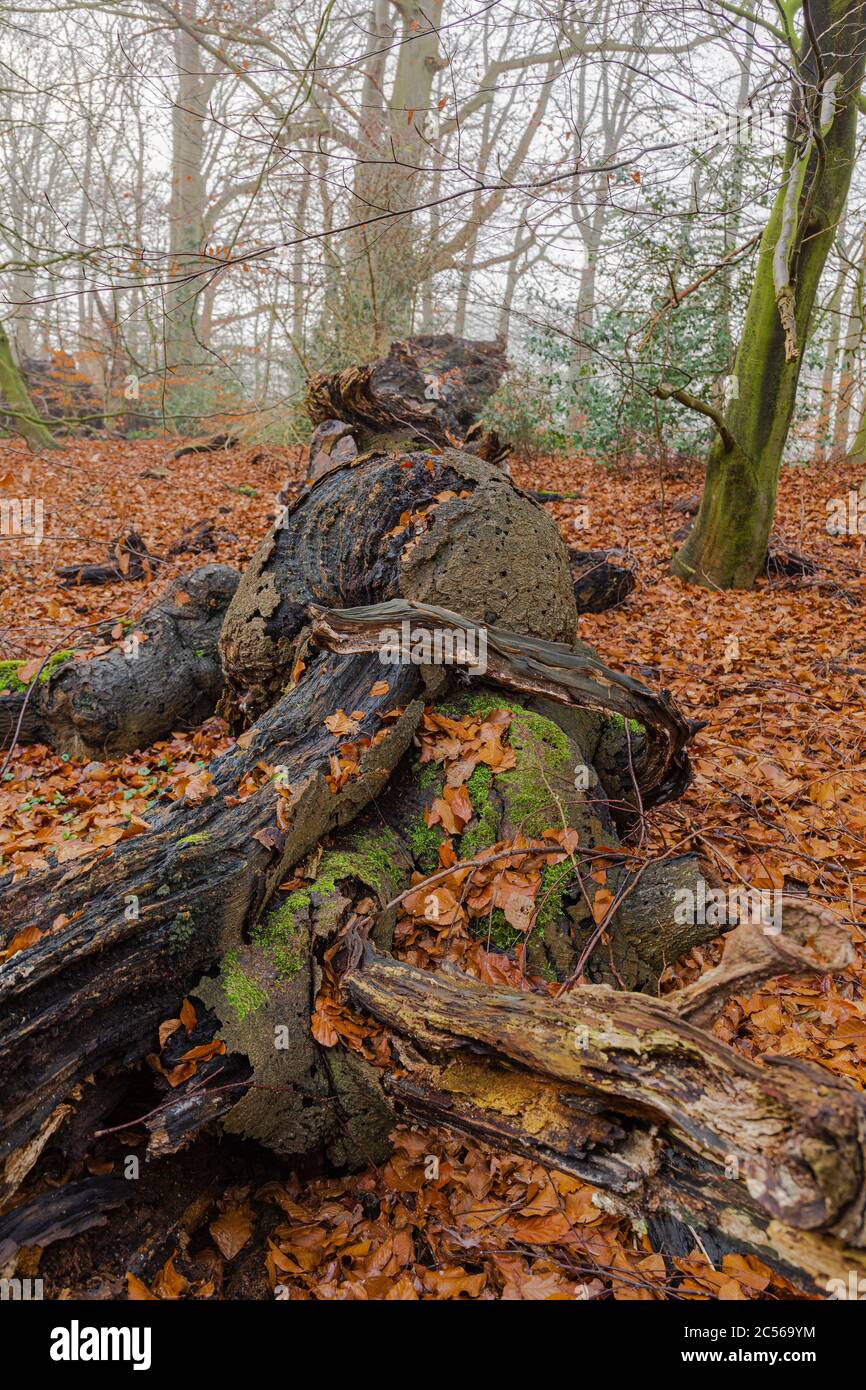 Tree leaves mildew hi-res stock photography and images - Alamy