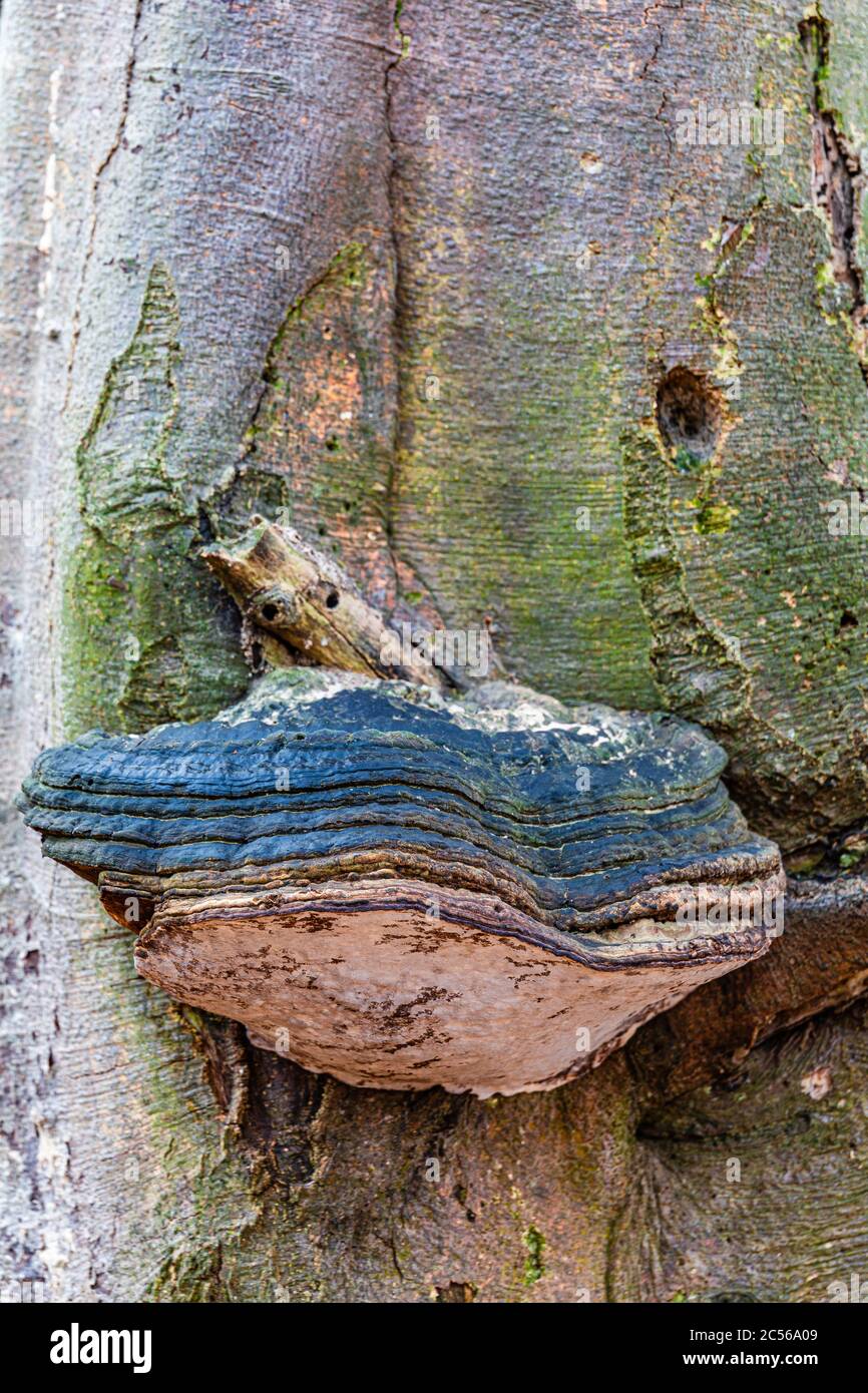 Tinder sponge (Fomes fomentarius), nature in detail Stock Photo - Alamy