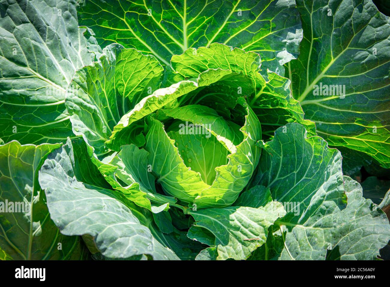 Landscape image of a freshly growing cabbage in the garden at daytime ...