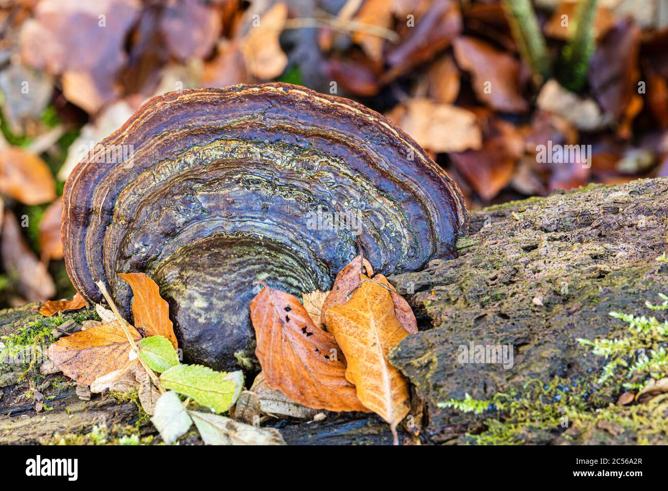Tinder sponge (Fomes fomentarius), nature in detail Stock Photo - Alamy