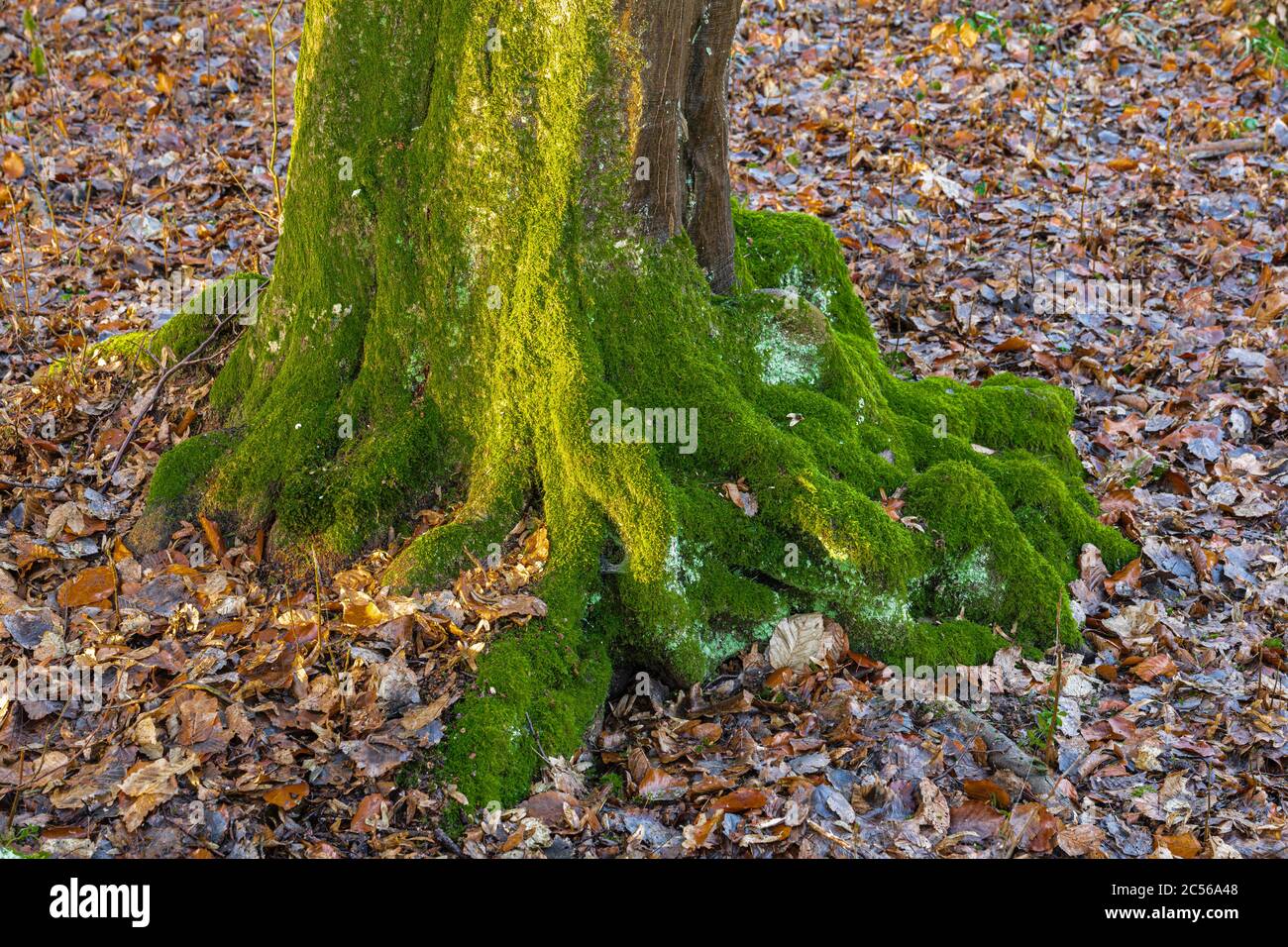 Tree, beech forest, tree roots Stock Photo - Alamy