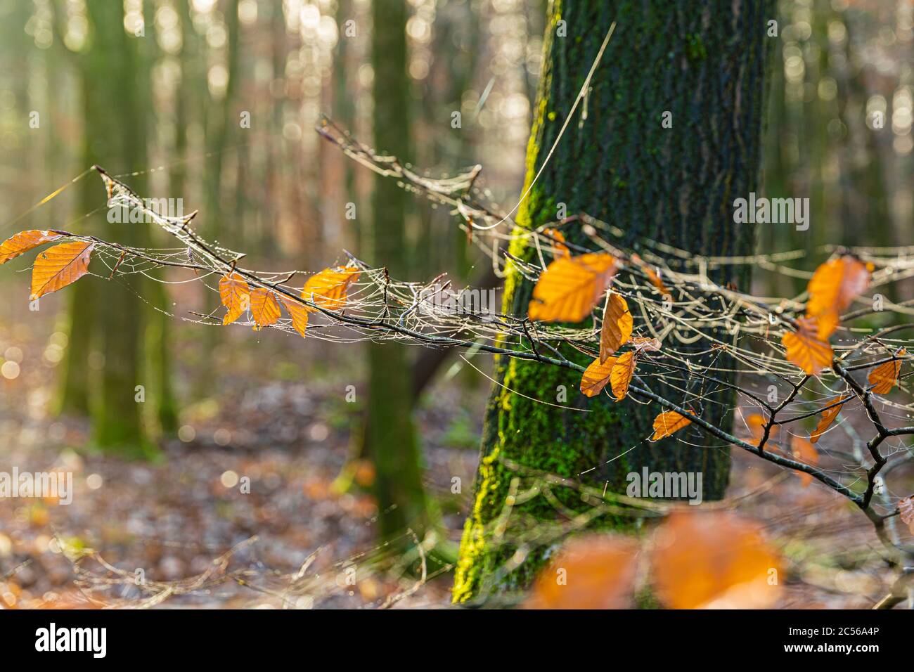 Tree leaves spider drop hi-res stock photography and images - Alamy