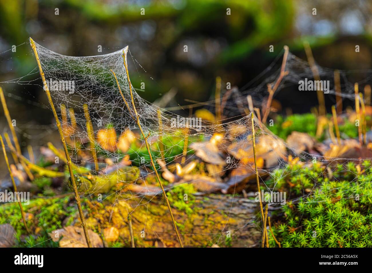 Plant with spider web, close-up, drops of water Stock Photo - Alamy