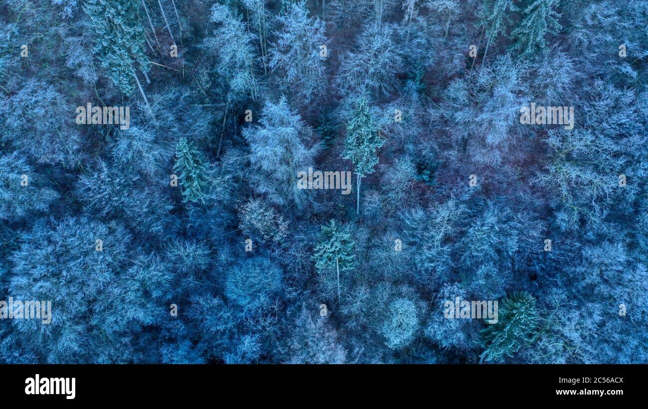 Forest landscape with hoarfrost, Kastel-Staadt, Rhineland-Palatinate ...
