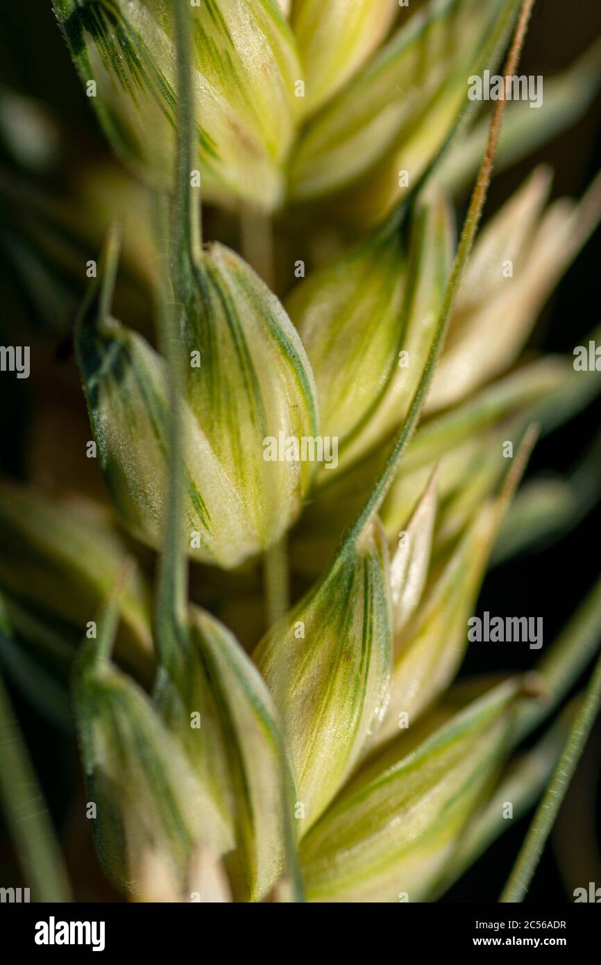 Growing barley.Barley plant, green barley spike.Barley yet unripe spike ...