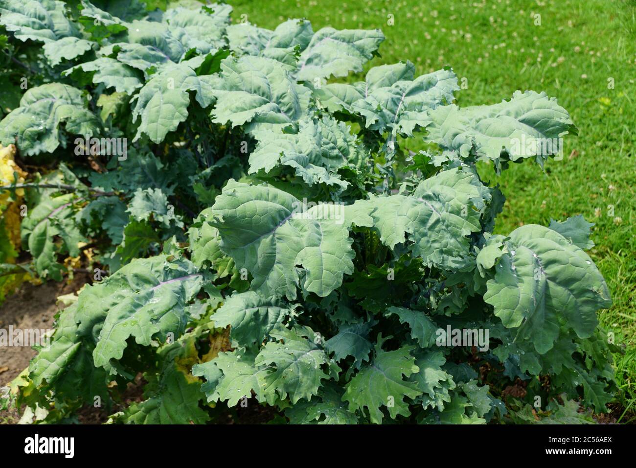 Fresh green kale grown at a vegetable garden Stock Photo - Alamy