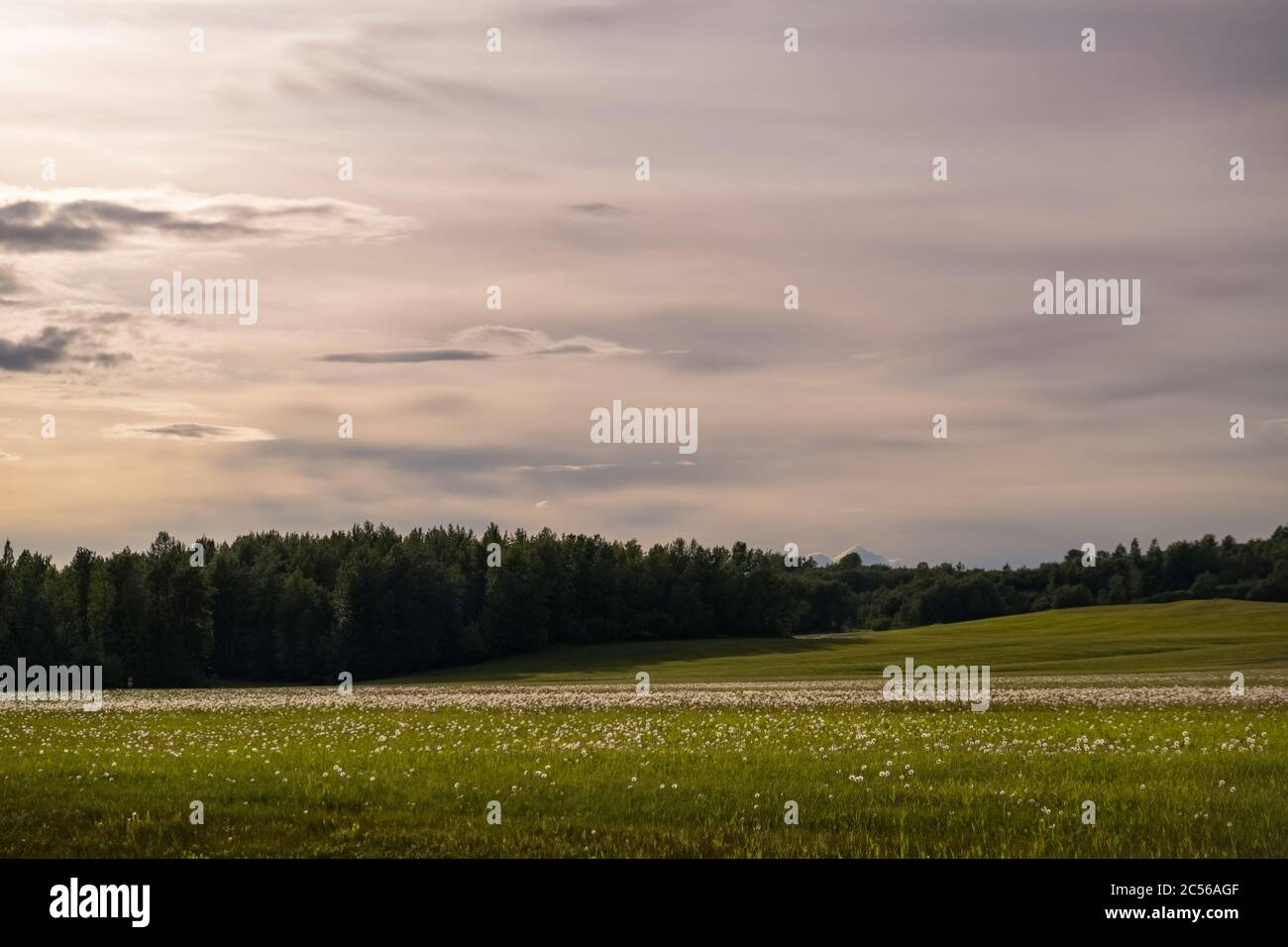 Beautiful meadow with warm morning sun light Stock Photo - Alamy