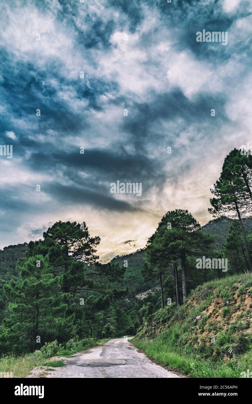 Beautiful scenery of a narrow pathway surrounded by green trees under a ...