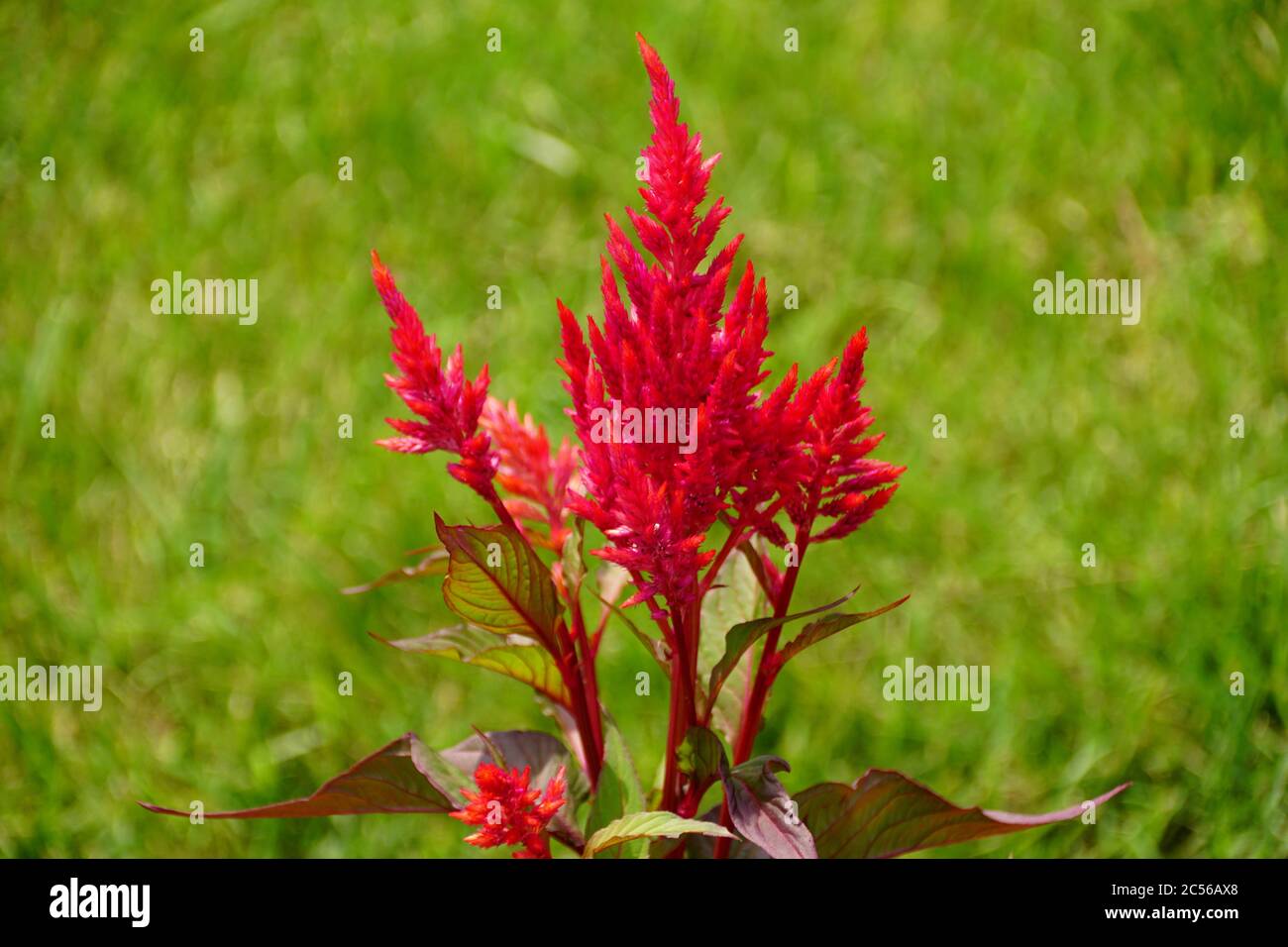 Beautiful and fluffy red Celosia flower, also known as Cock's Comb ...