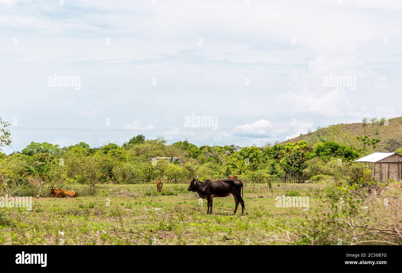 Zebu cattle, Nosy Bé Island, Madagascar, Africa Stock Photo - Alamy