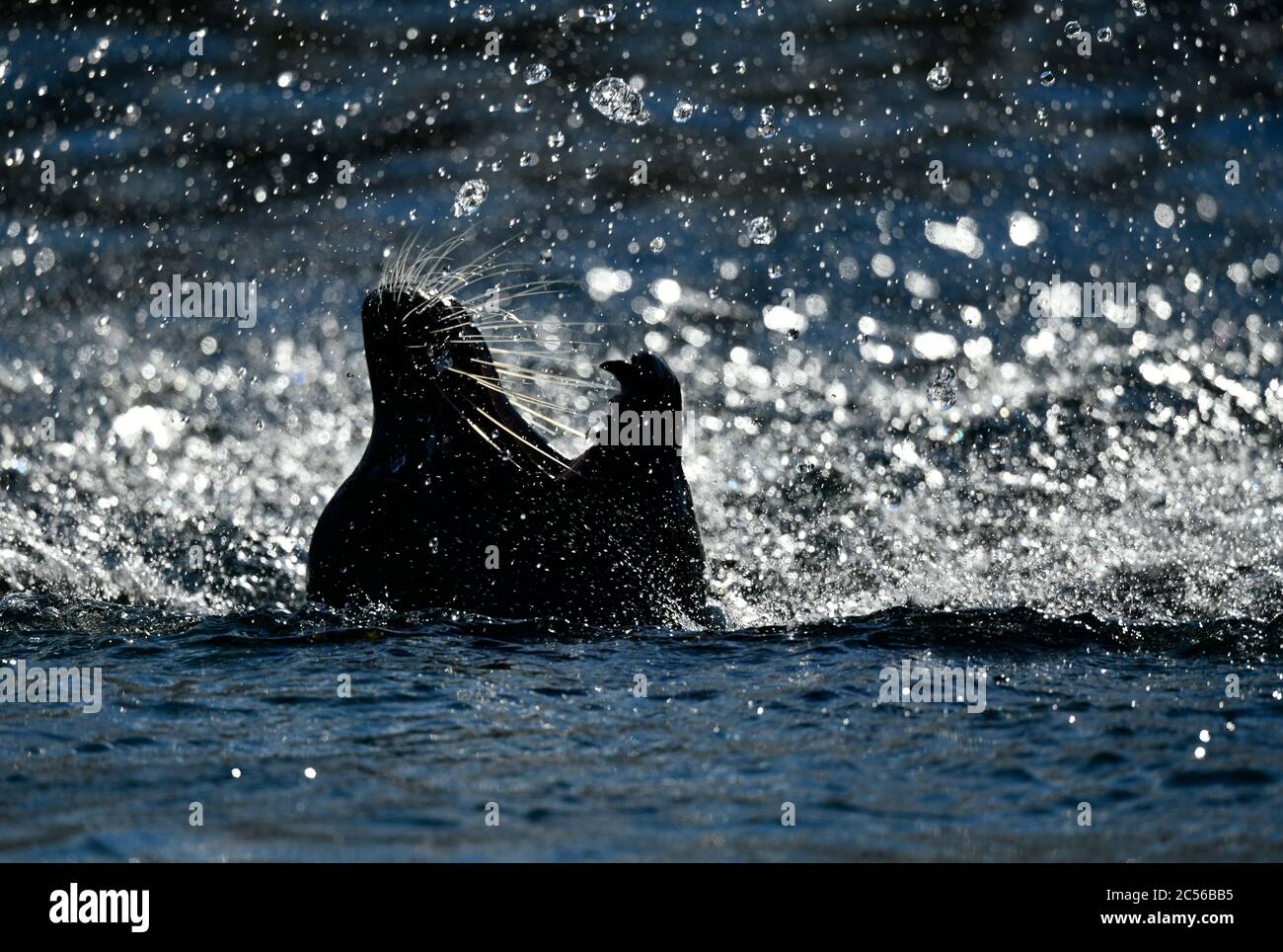 California sea lion (Zalophus californianus), male, splashing in water ...