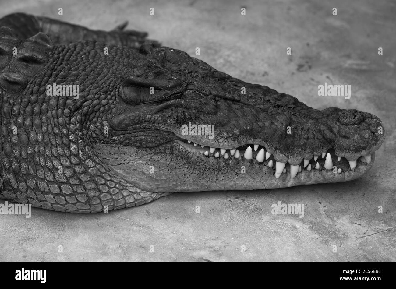 Groin crocodile, also saltwater crocodile, Australia crocodile or ...