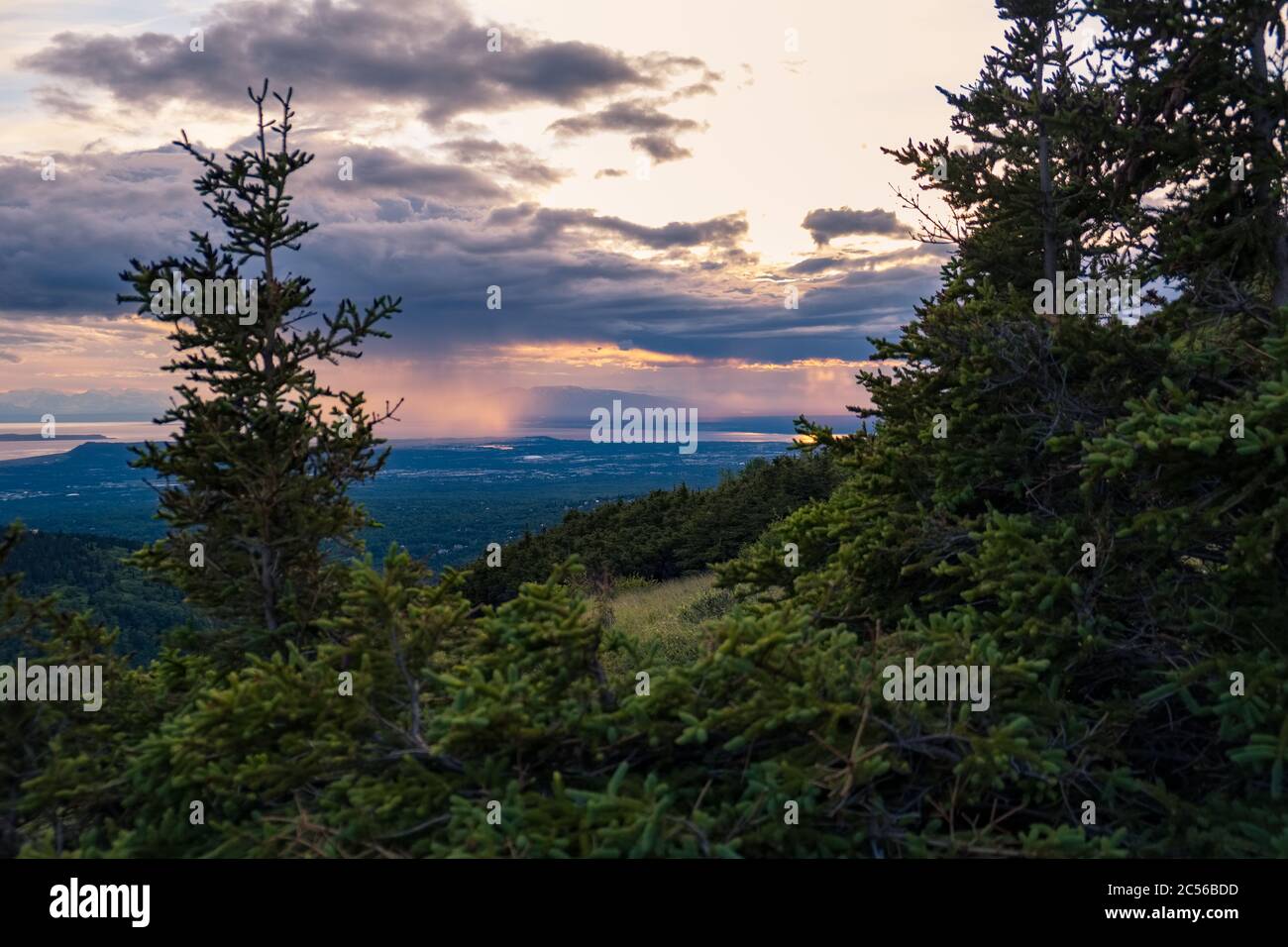 View into the tree tops hi-res stock photography and images - Alamy