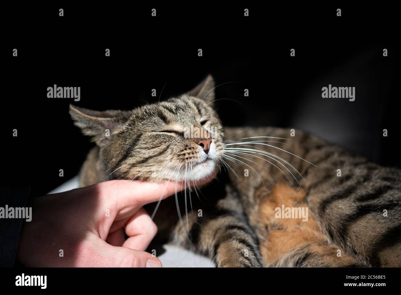 Human hand petting cat head hi-res stock photography and images - Alamy