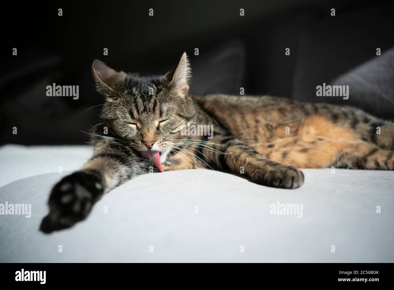 Cat grooming legs hi-res stock photography and images - Alamy