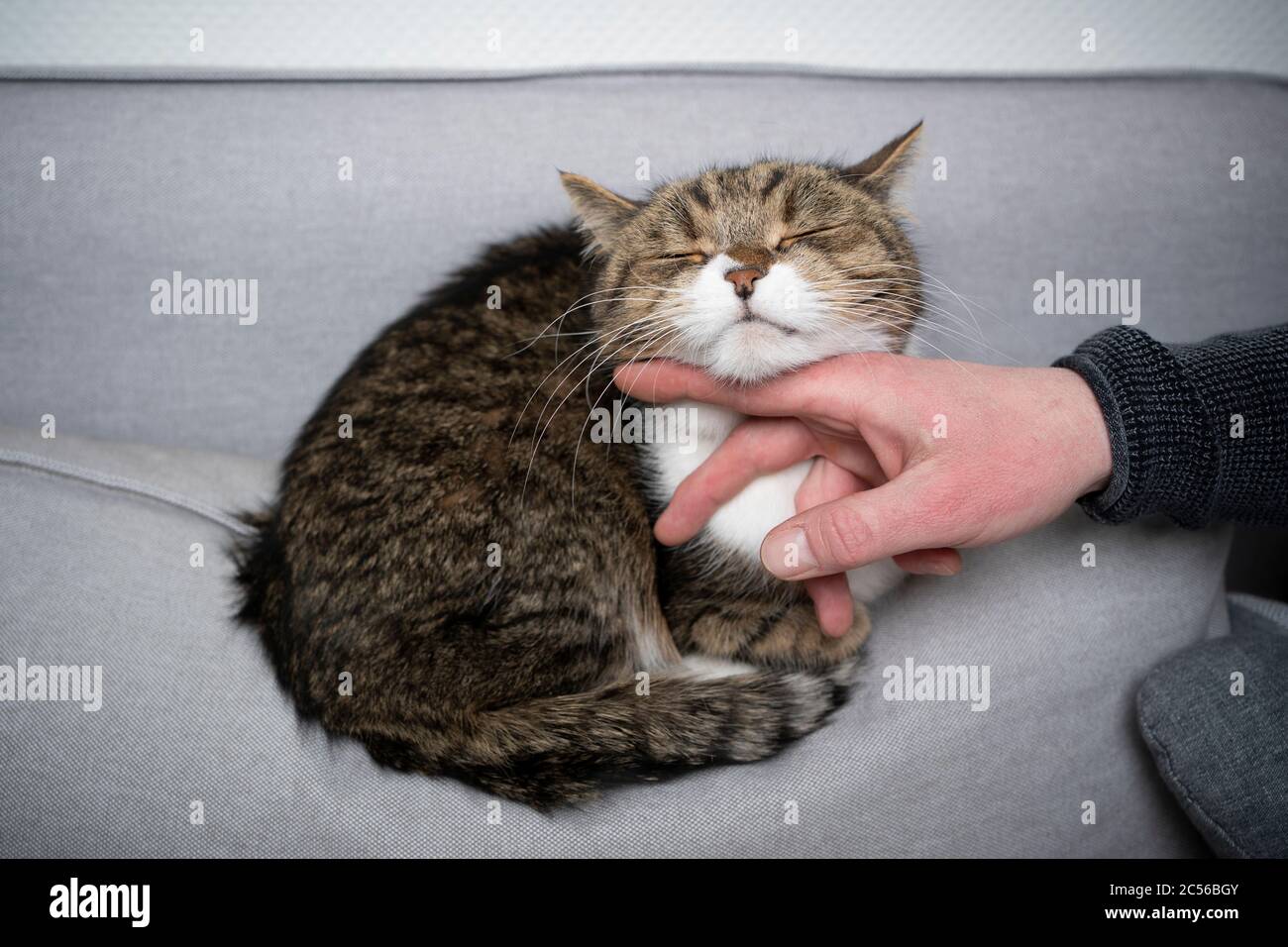 tabby white british shorthair cat resting on couch getting stroked ...