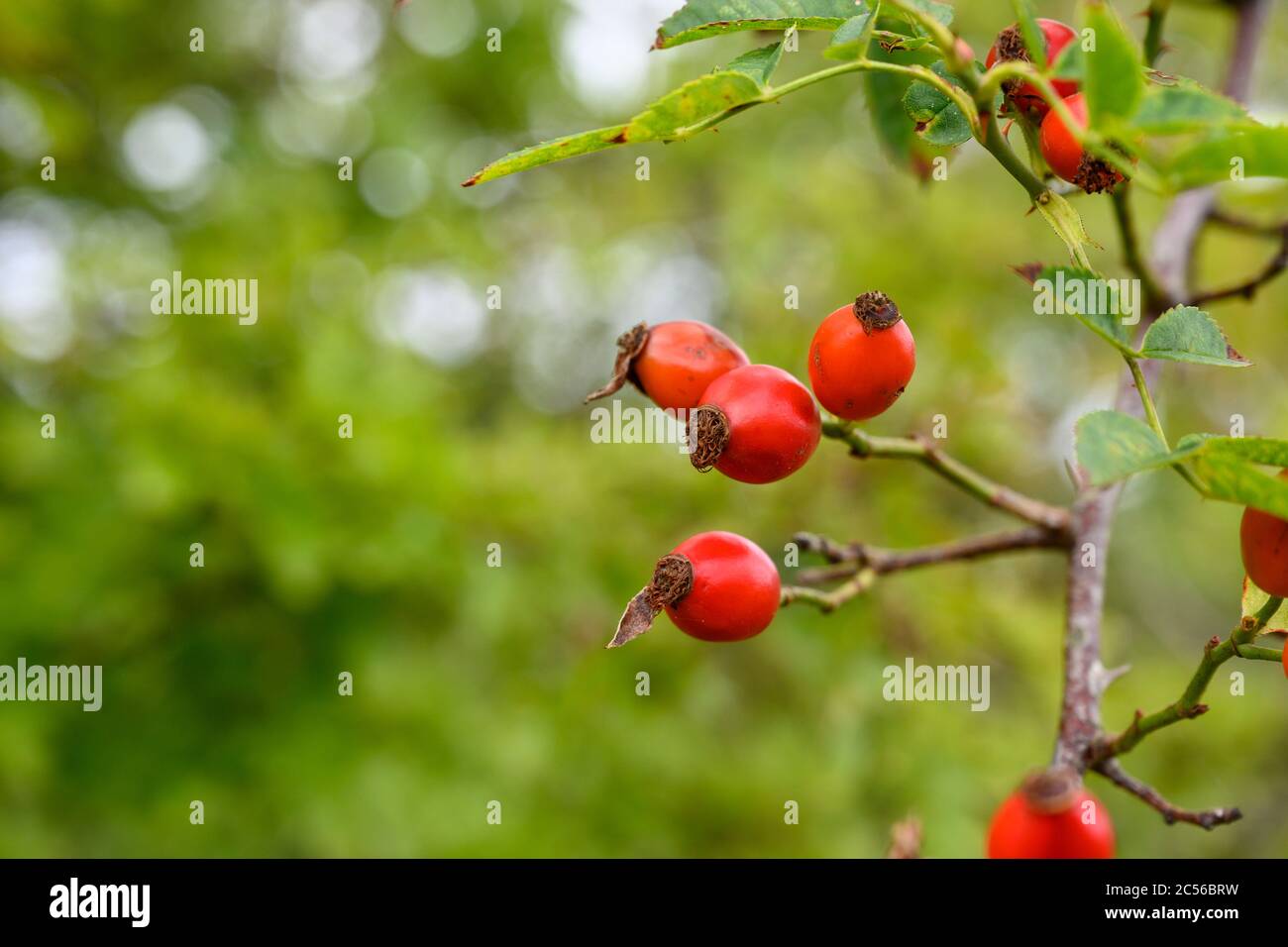 Rosehip shrub with ripe fruit Stock Photo - Alamy
