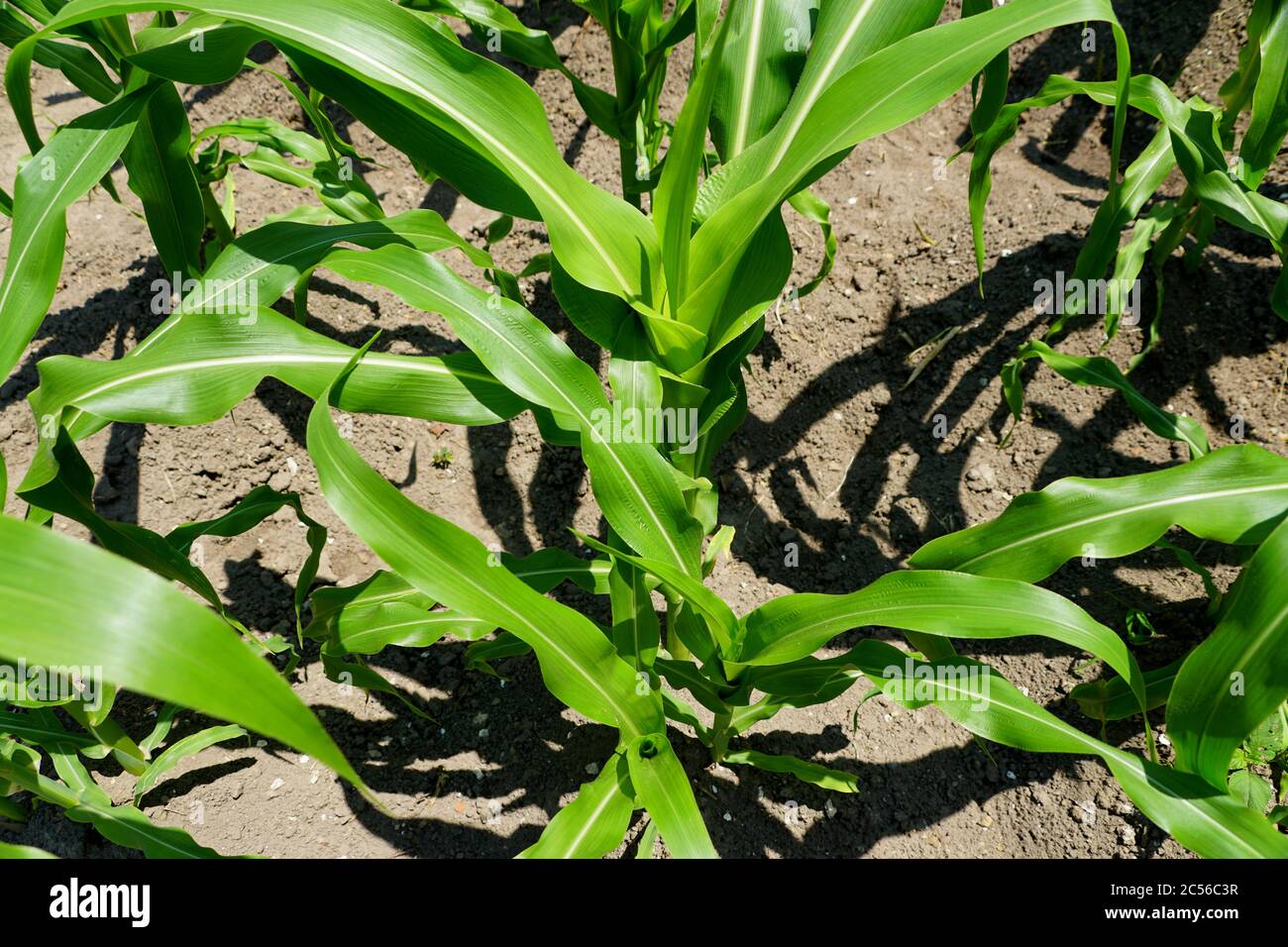 Long green leaves hi-res stock photography and images - Alamy