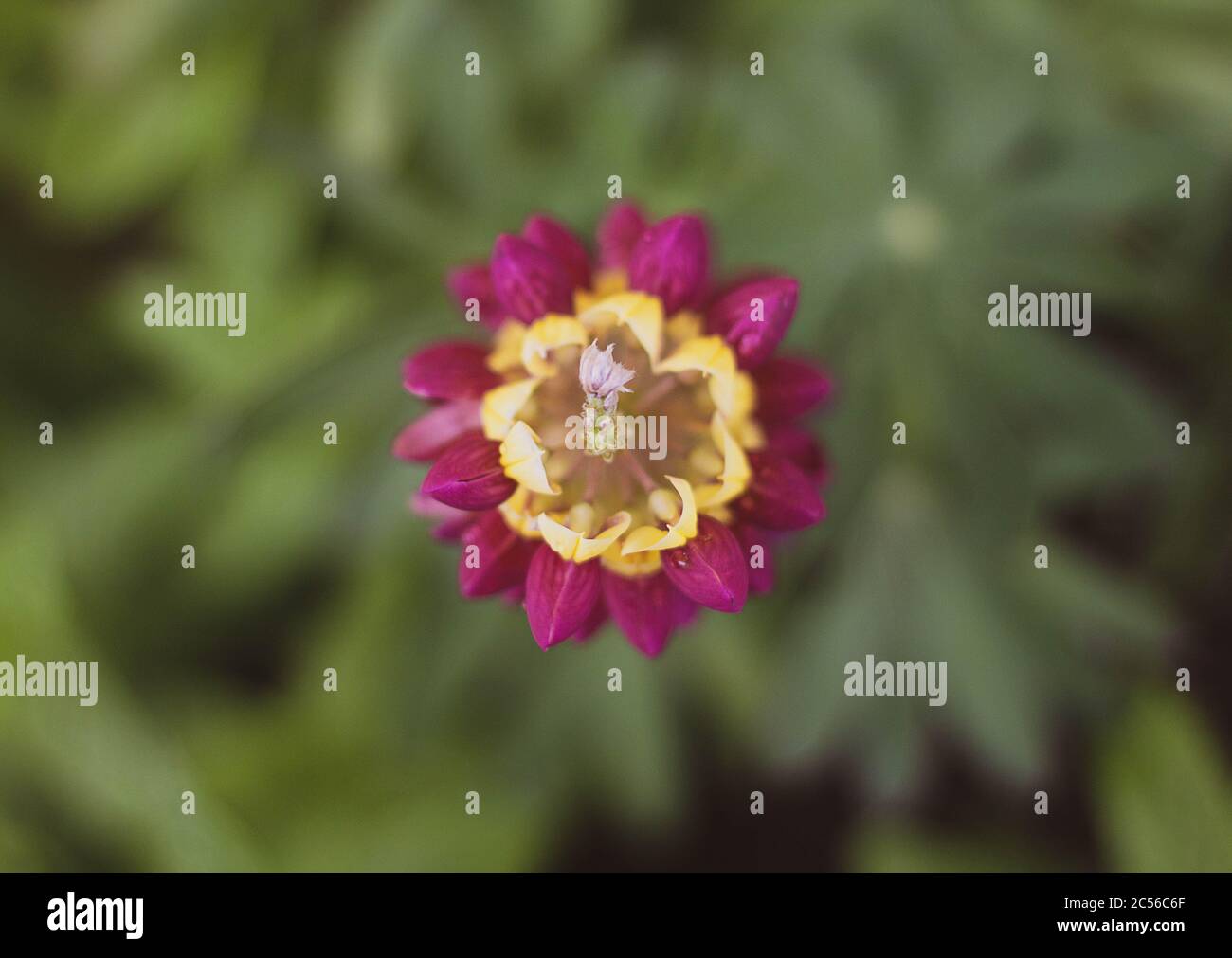 macro photography of pink flower from above, hollow flower Stock Photo ...