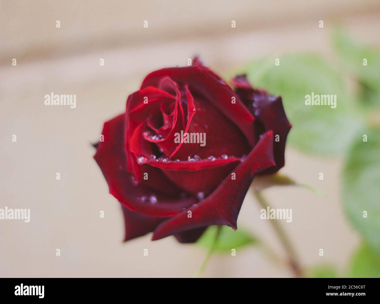 red rose with raindrops, macro photography Stock Photo - Alamy