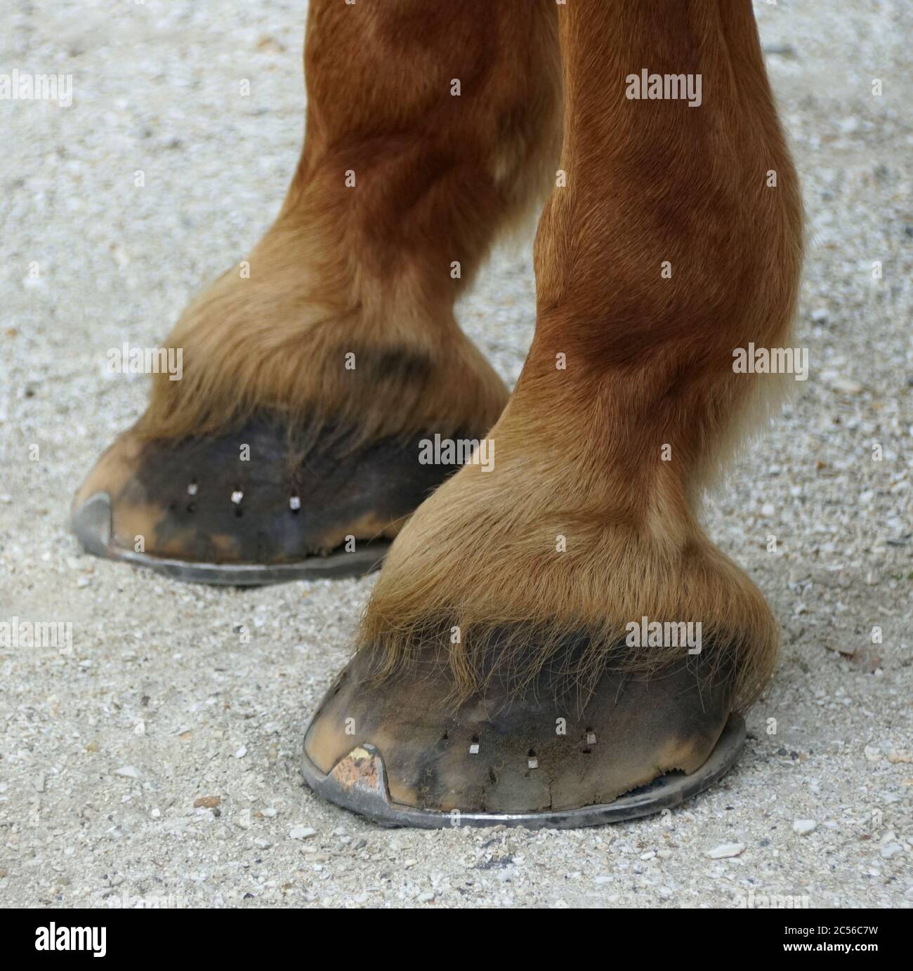 Close up of the brown hooves with the metal horseshoe Stock Photo - Alamy