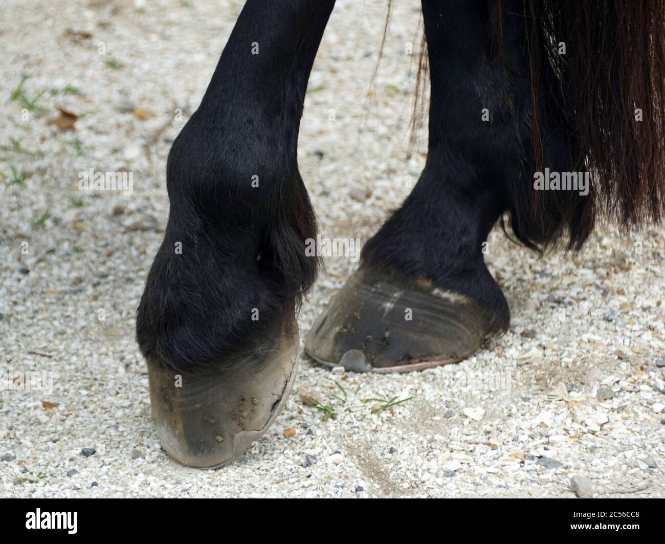 Close up of the black hooves with the metal horseshoe Stock Photo - Alamy