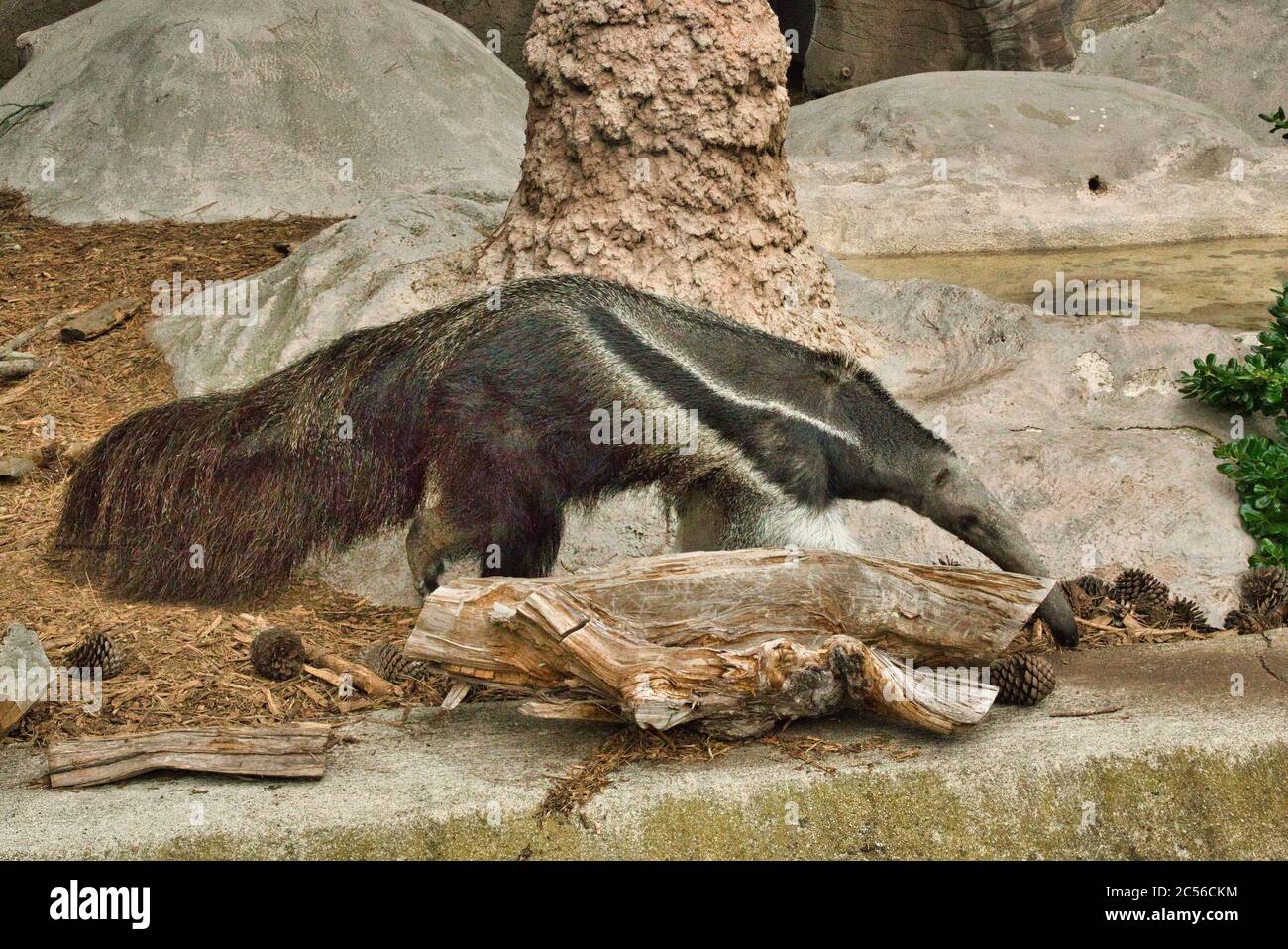 Closeup shot of a single giant anteater walking in a zoo during ...