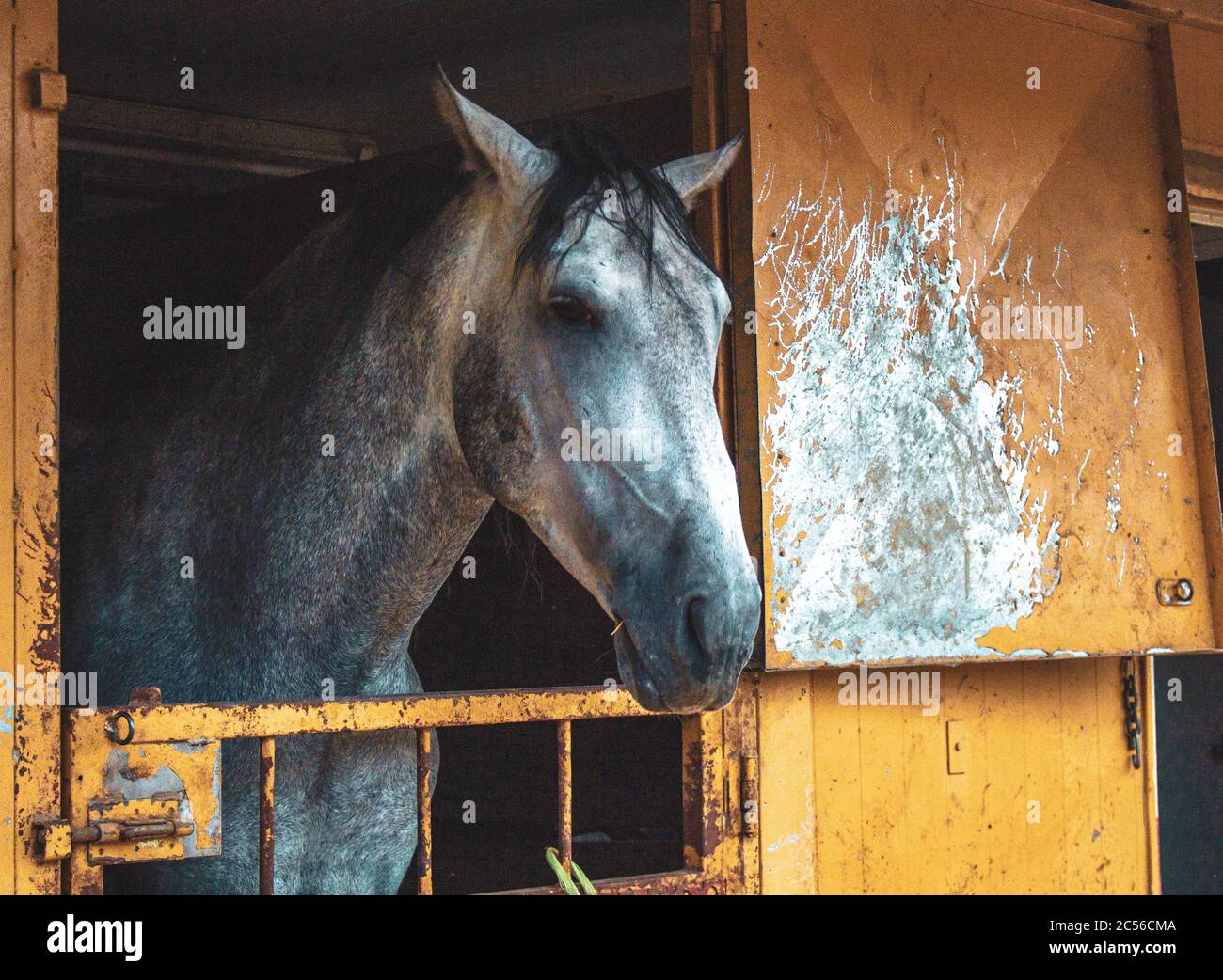 gray horse on his stable Stock Photo - Alamy