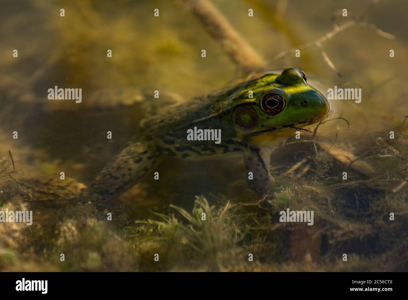 Water scientific hi-res stock photography and images - Alamy