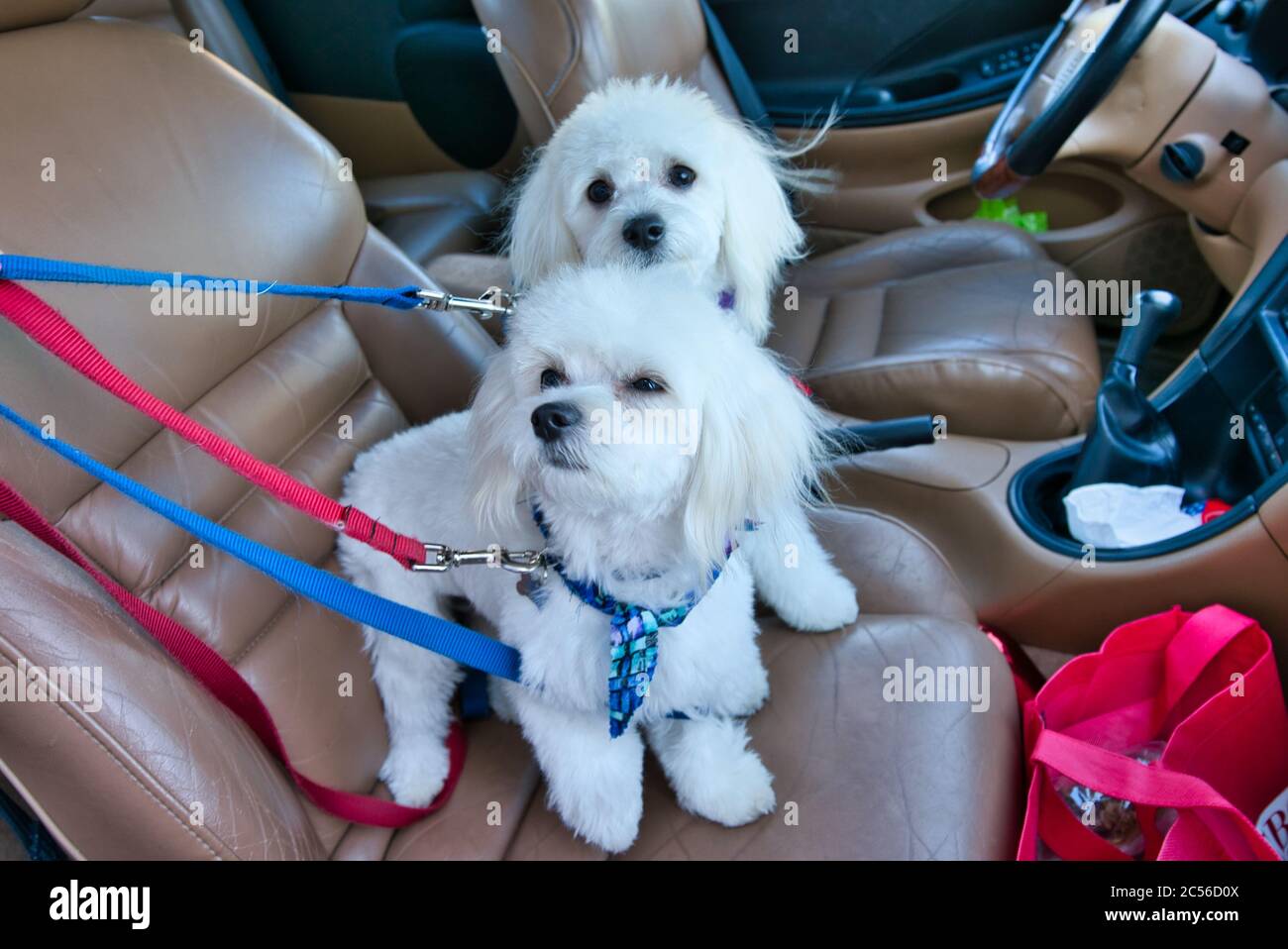 Maltese puppies hi-res stock photography and images - Alamy