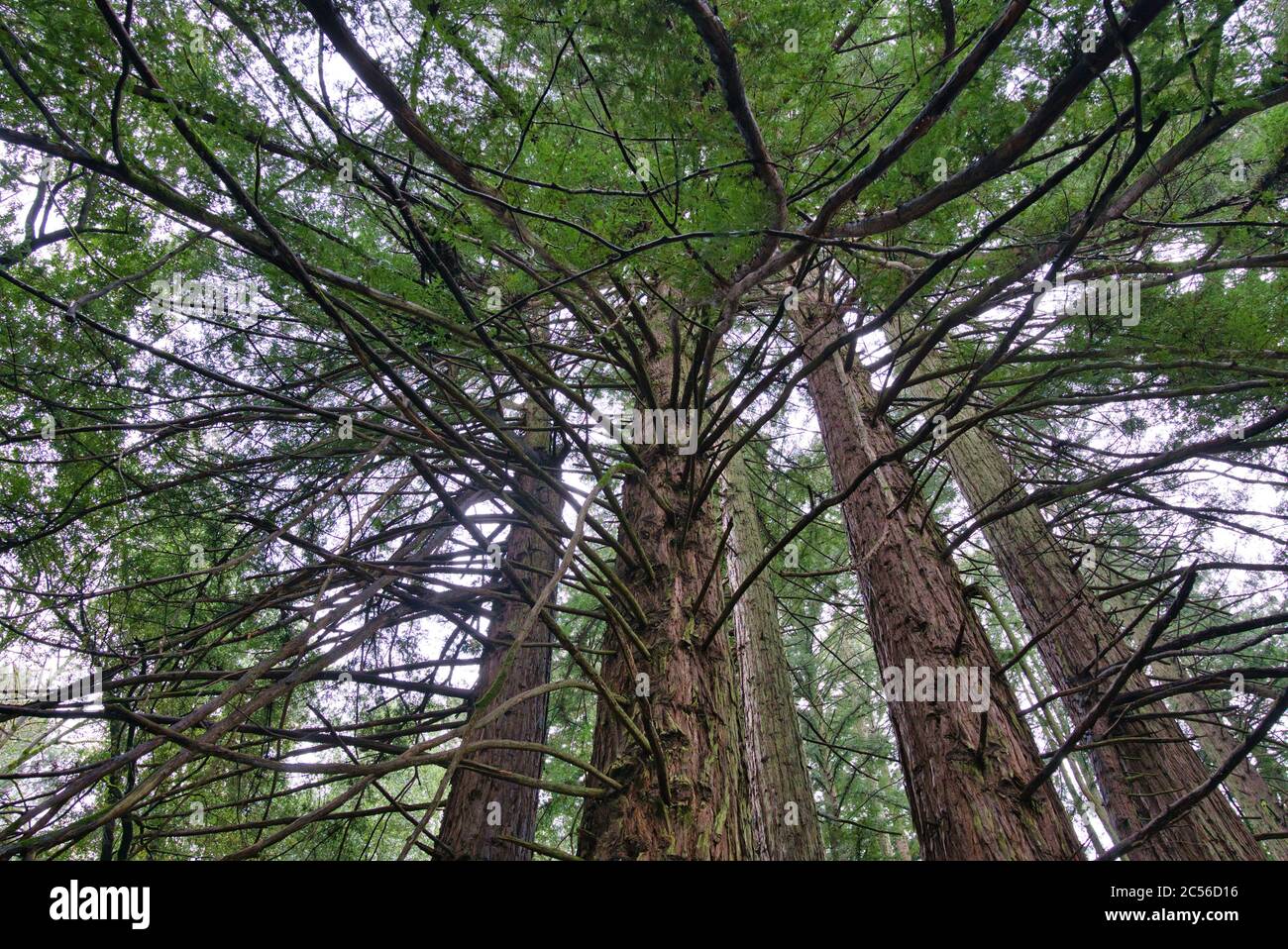 Low angle shot of green trees with tall branches in a forest during ...