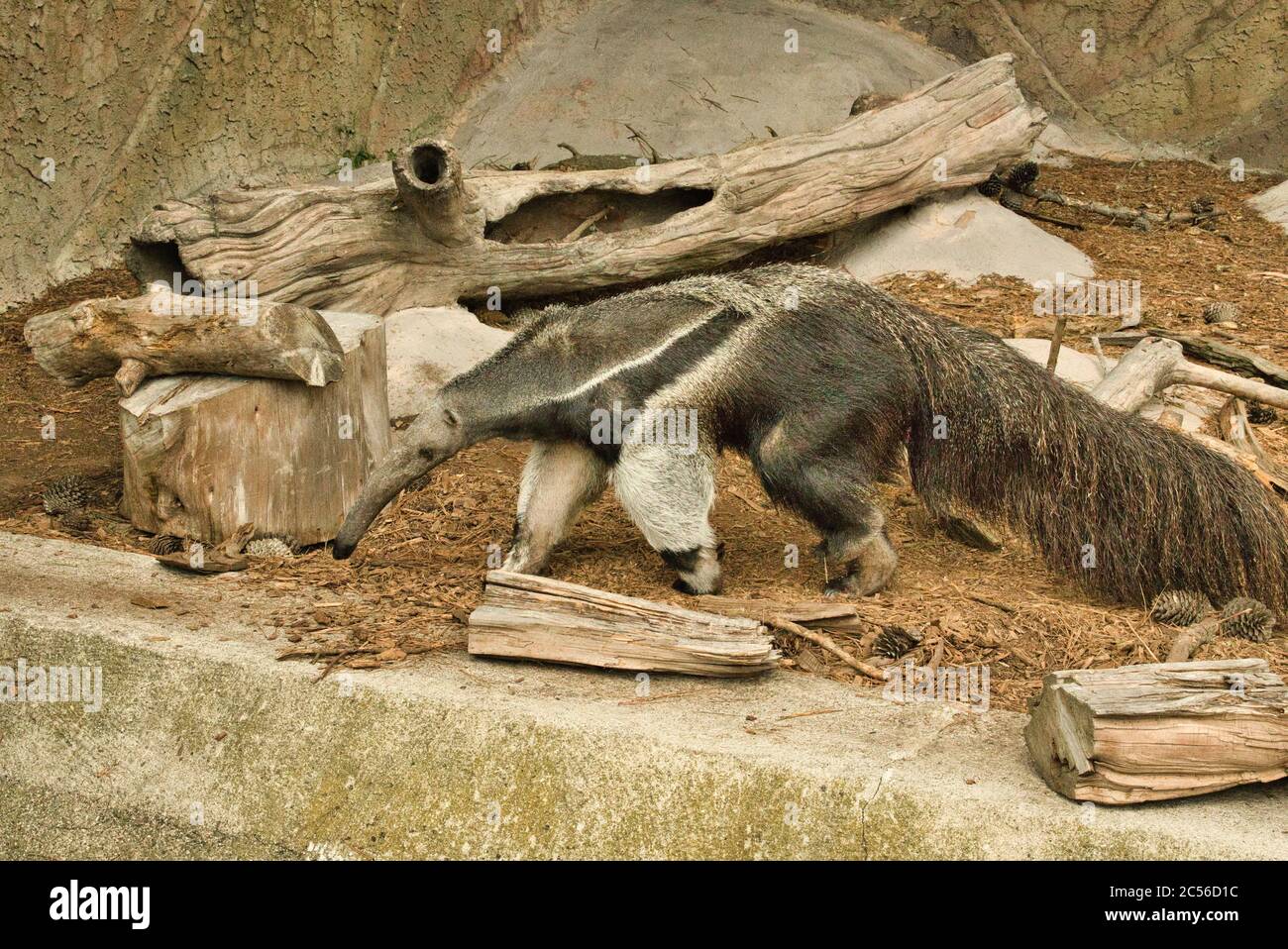 Closeup shot of a single giant anteater walking in a zoo during ...