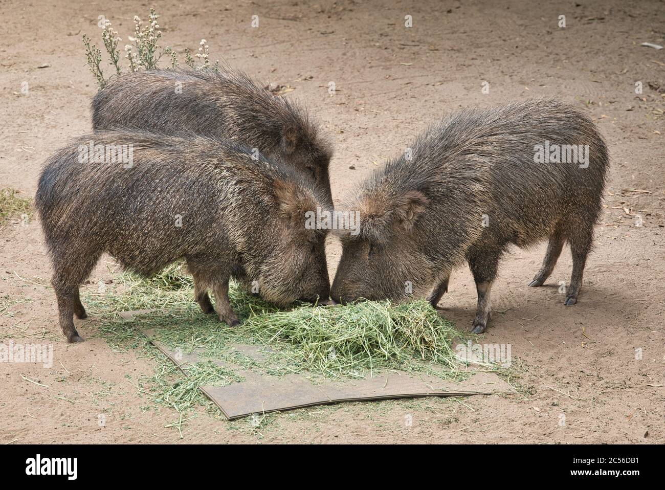 Closeup shot of peccary pigs eating grass in a zoo during daylight ...